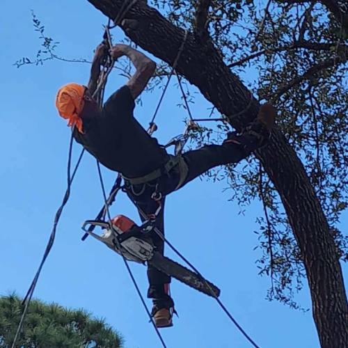 Tree Removal | JP Cross Company in Fort Myers, FL 33967