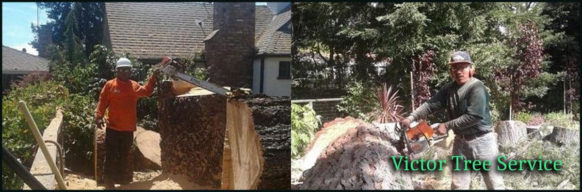 Victor Tree Service is a Tree Company in East Palo Alto, CA 94303