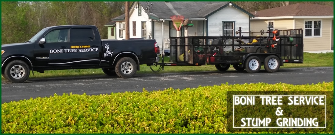 Boni Tree Service & Stump Grinding is a Tree Contractor in Dickinson, TX