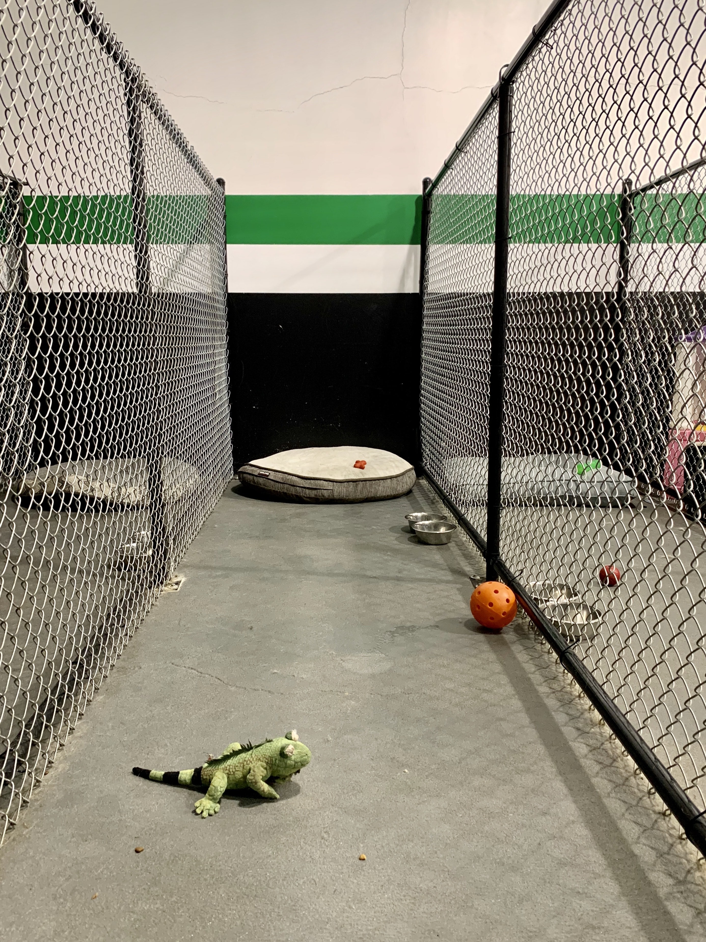 Must Love Paws Is A Dog Day Care In Corvallis OR 97330 Must Love Paws Is A Dog Day Care In Corvallis OR 97330