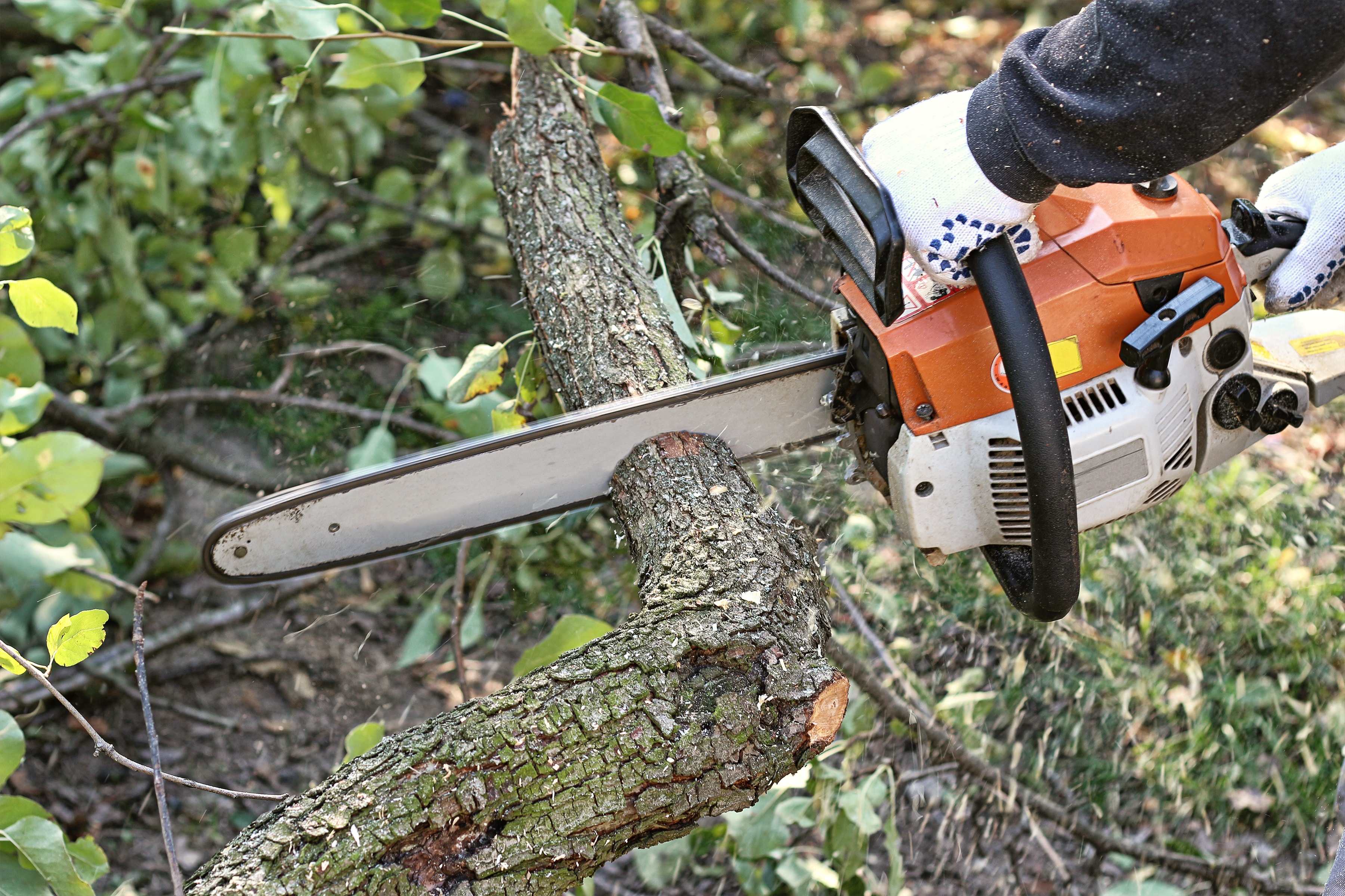 Carlos Tree Service Offers Tree Trimming in Sanford, NC 27332
