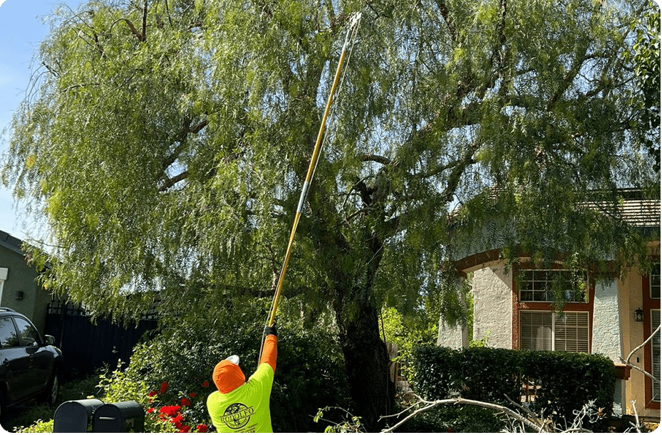 Better Tree Care Inc is a Tree Service Company in Antioch, CA 94509
