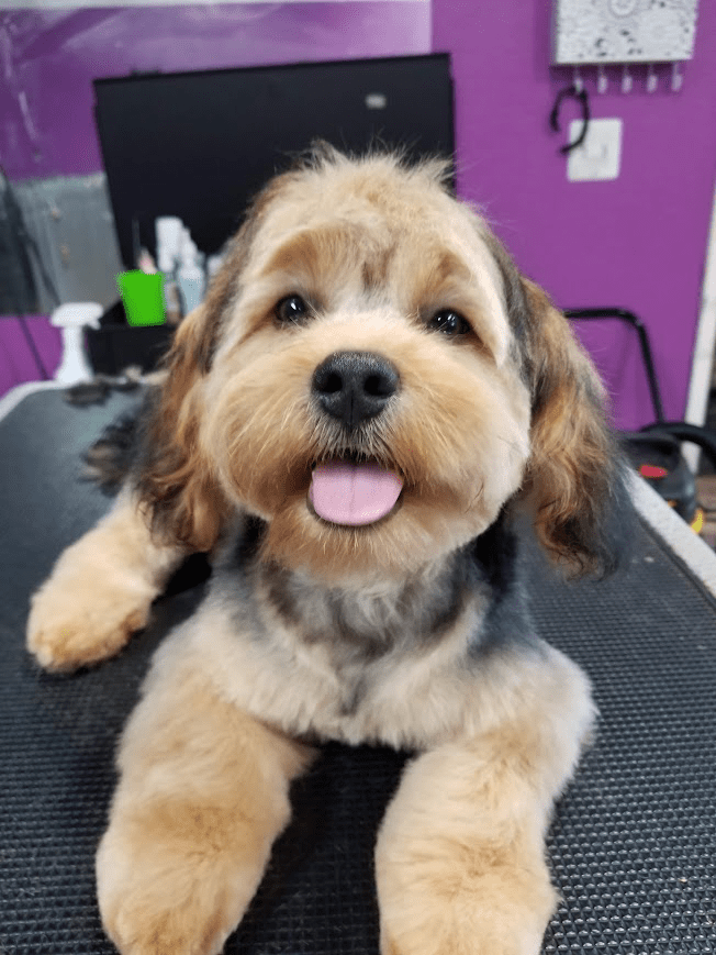 Fuzz Monsters Pet Grooming Offers Dog Brushout in Citrus Heights, CA 95621
