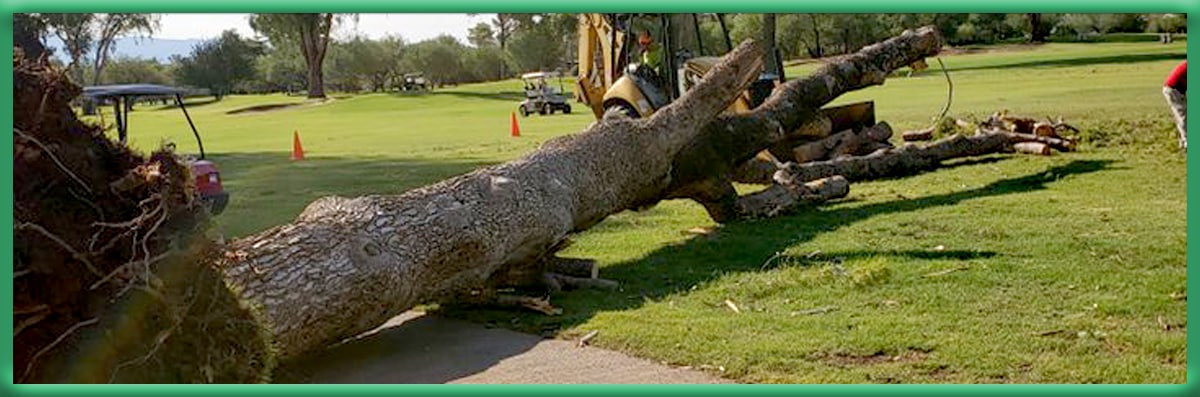 Tree Monkey Tree Trimming AZ is a Professional Tree Service Company in ...