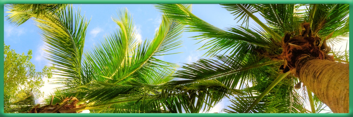 Tree Monkey Tree Trimming AZ is a Professional Tree Service Company in ...