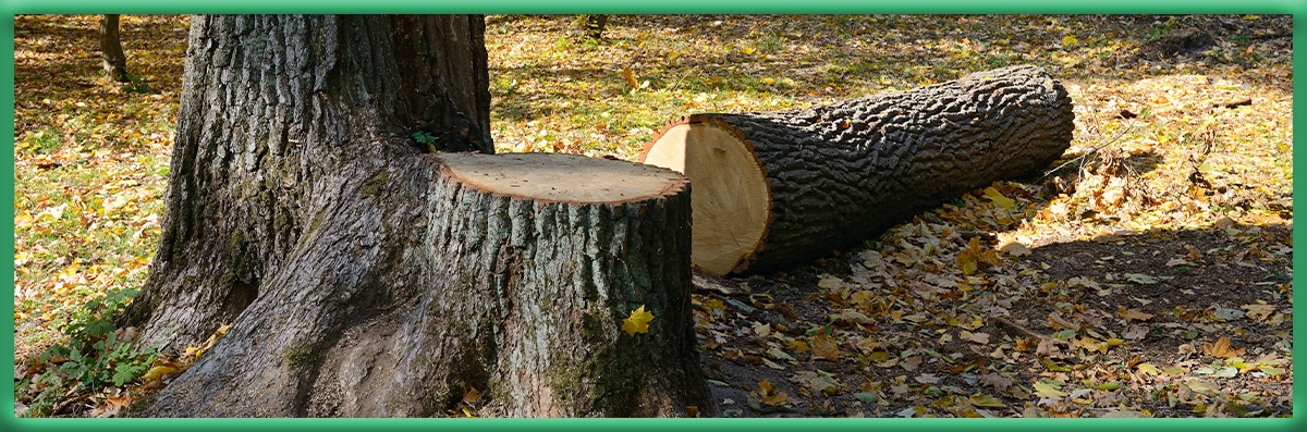 Tree Monkey Tree Trimming AZ is a Professional Tree Service Company in ...