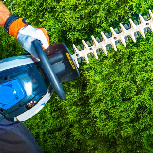 Boni Tree Service & Stump Grinding is a Tree Company in Dickinson, TX 77539
