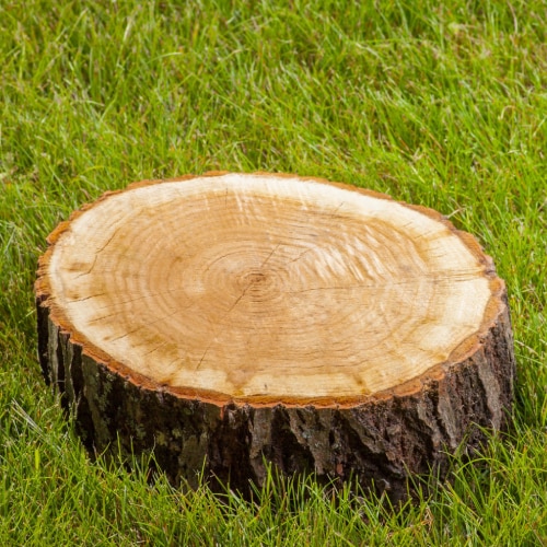 Boni Tree Service & Stump Grinding is a Tree Company in Dickinson, TX 77539
